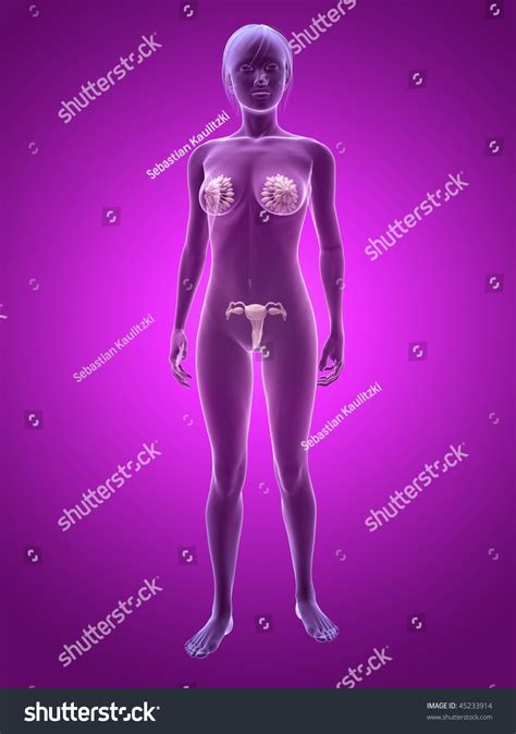 Female Sex Organs Stock Illustration Shutterstock