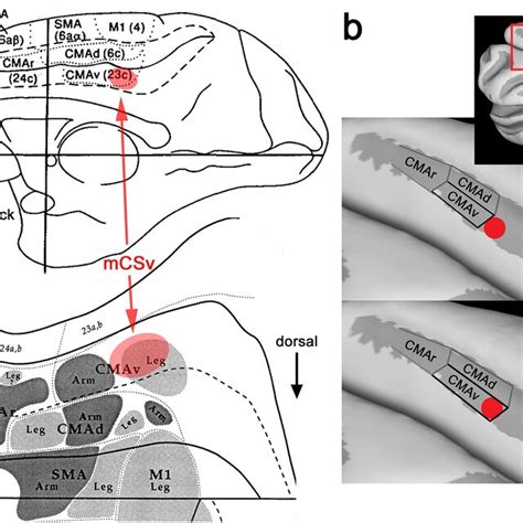 A Drawings Of The Medial Surface Of The Macaque Brain From Picard And