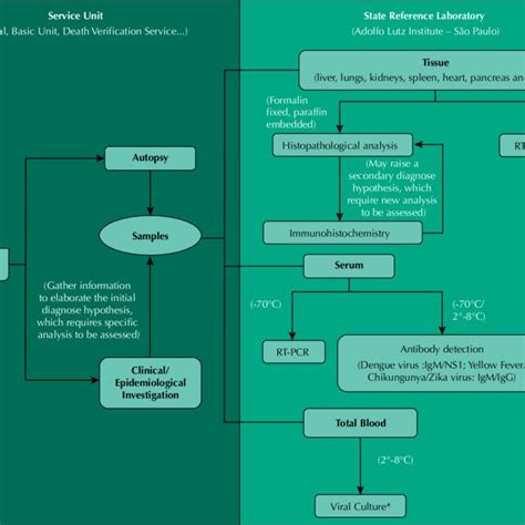 Flow Chart For The Investigation Of Post Mortem Cases Related To Urban Download Scientific