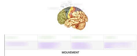 Diagramme De Cortex Moteur Est Situé Dans Le Lobe Frontal Quizlet
