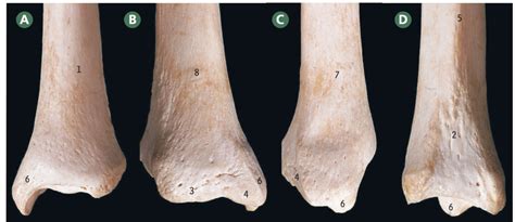 Left Tibia Distal End Diagram Quizlet