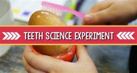 Teeth Science Experiments