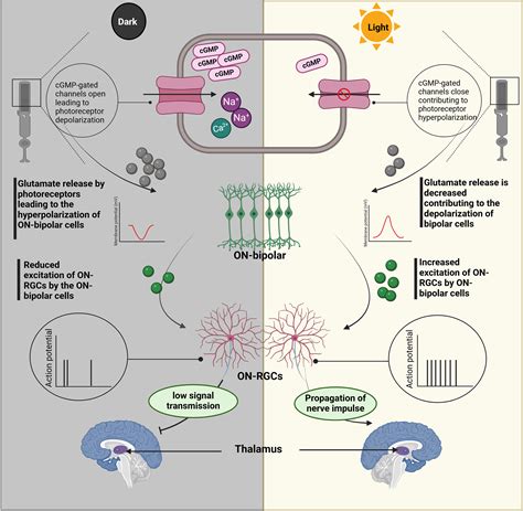 Exploring Organoid And Assembloid Technologies A Focus On Retina And