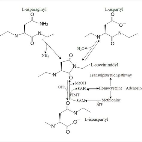 Within A Peptide Backbone Non Enzymatic Deamidation Of An