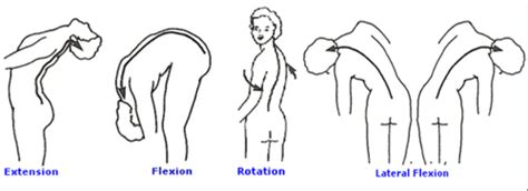 Trunk And Spine Flashcards Quizlet
