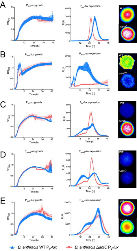 Luminescent Expression Patterns From Important B Anthracis Promoters Download Scientific