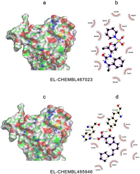 Binding Modes And Interactions Of El With Its Inhibitors Chembl467023