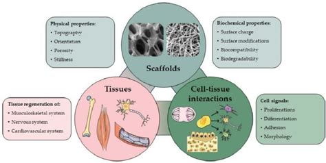 🔬 Excited To Share The Publication Cell Tissue Interaction The