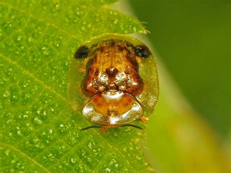 Kazu の 昆虫写真 日記 イチモンジカメノコハムシ ハムシ科