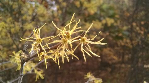 Witch Hazel Hamamelis Virginiana Hungry Hook Farm