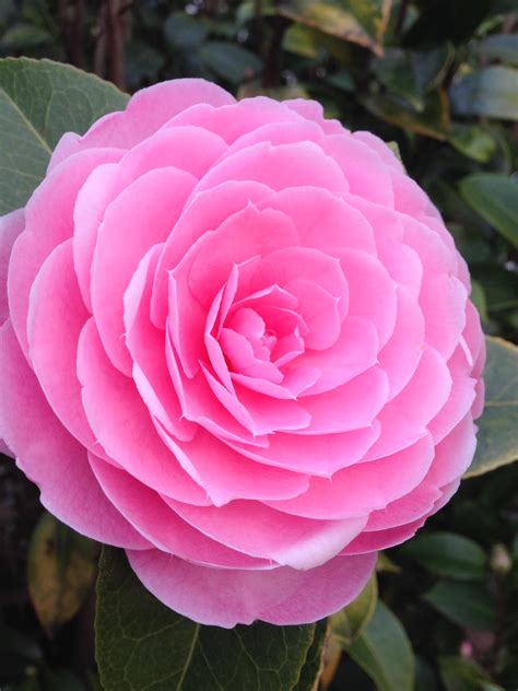 ලෝකය දකිමු කැමිලියා මල් වල ලස්සන මුල්ම වරට කැලිෆෝනියාවේ