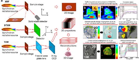 Metabolism Analysis Of Nmsnps By Single Cell Imaging And In Situ