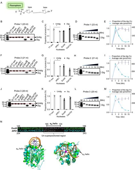 Bacterial Exonuclease Iii Expands Its Enzymatic Activities On Single Stranded Dna Elife