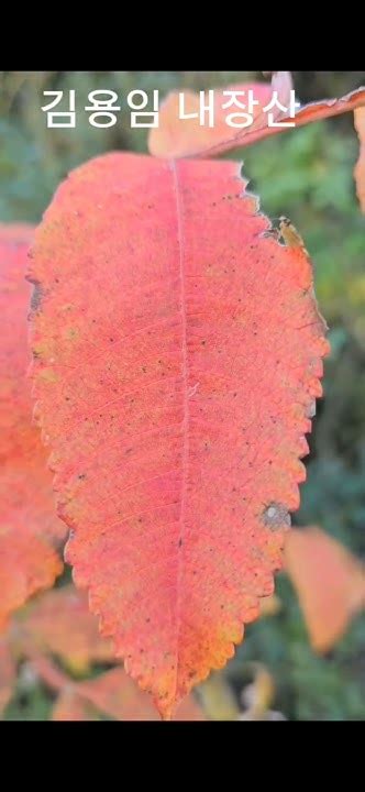 김용임 내장산 단풍 옷나무단풍 Youtube
