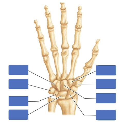 A P Lab Testable Material Upper Body Bones Diagram Quizlet