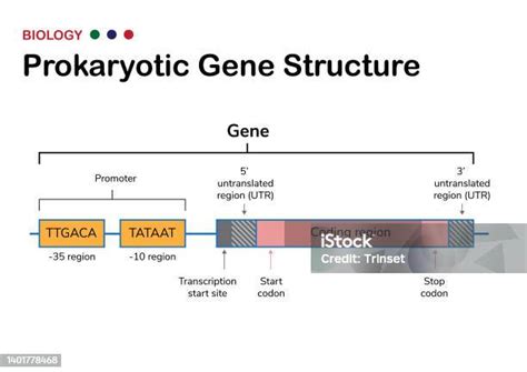 Le Diagramme Schématique Biologique Montre Que La Structure Des Gènes