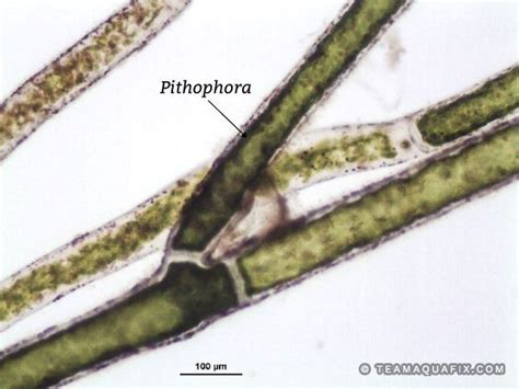 Pithophora Algae