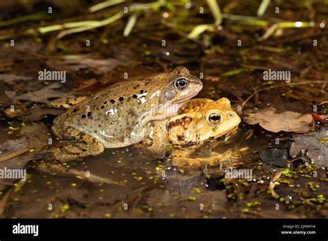 Common Toad Bufo Bufo And Common Frog Rana Temporaria Mismatch