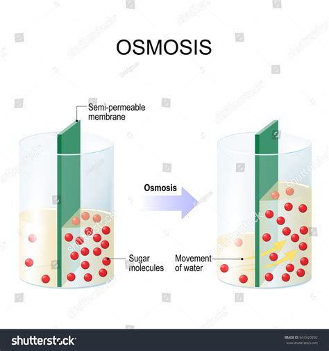 Osmosis Water Passing Through Semipermeable Membrane Stock Illustration