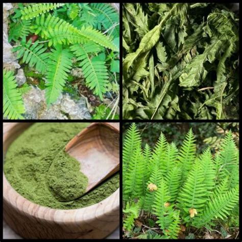 Polypodium Leucotomos Dried Leaf Powder Kalawalla Natural Herbal Tea