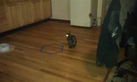 Terminator Kitty Is Undeterred By Your Trap Scrolller