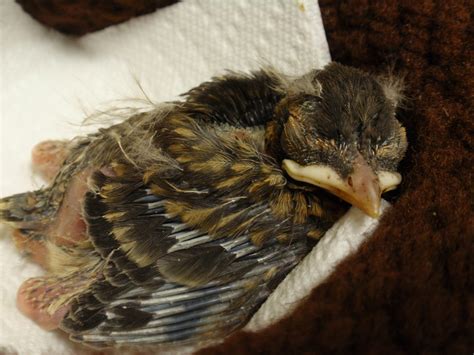 Newborn House Sparrow