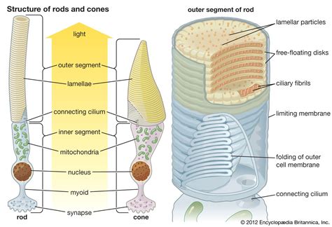 Rhodopsin Biochemistry Photoreception And Vision Britannica