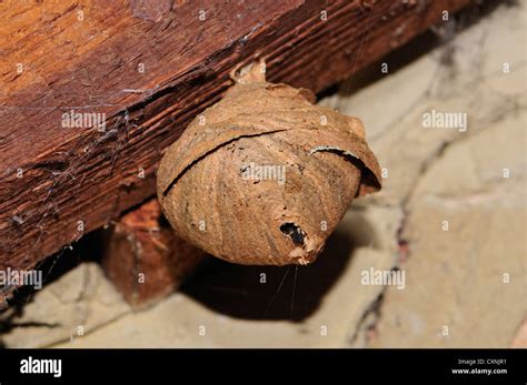 Nest Of The Common Wasp Vespula Vulgaris In The Attic Of A House Stock Photo Alamy
