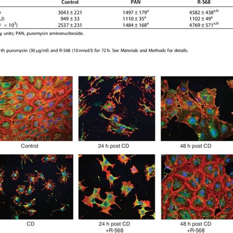 Recovery Of Podocyte Actin Skeleton From Cd Treatment Download Table