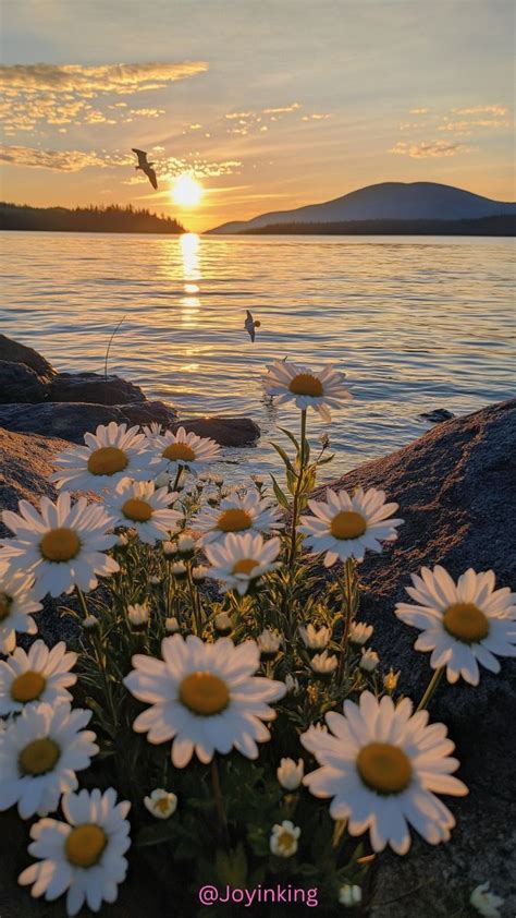 Sunset Serenity A Moment Of Peace On The Lake Beautiful Images