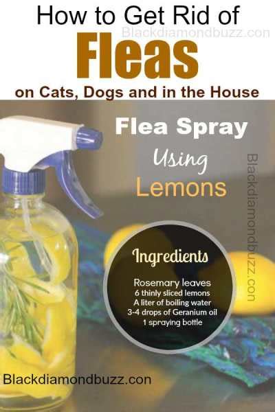 How To Get Rid Of Fleas Fast In The Home On Dogs And Cats Naturally