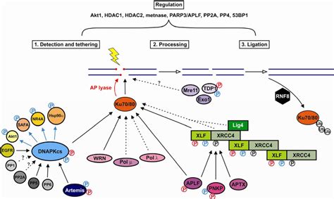Figure 1 From Detection And Repair Of Ionizing Radiation Induced Dna