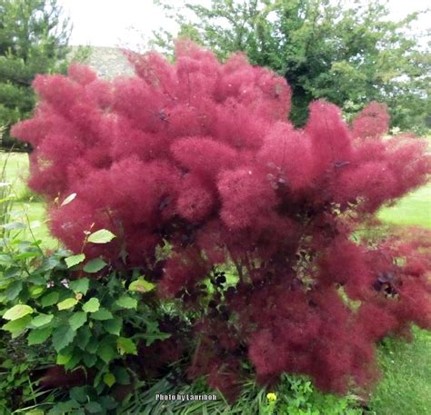 Purple Smoke Bush Cotinus Coggygria V Purpureus 10 Seeds Artofit