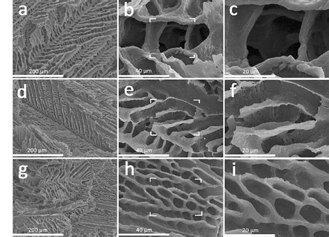 SEM Images Of PCL Samples Ac The Cross Section Of Pure PCL Df PCL Download Scientific