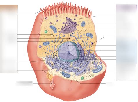 Cellular Organelle Diagram Quizlet