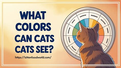 What Colors Can Cats See Kitten Food World