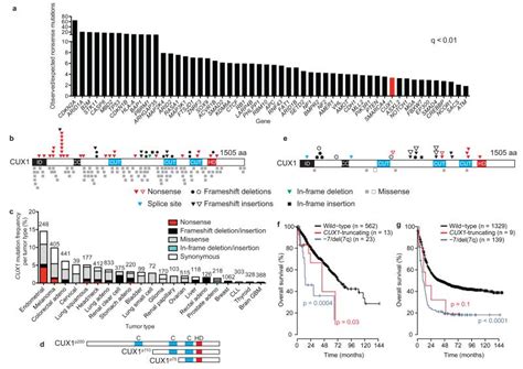 Inactivating Cux1 Mutations Promote Tumorigenesis Pmc