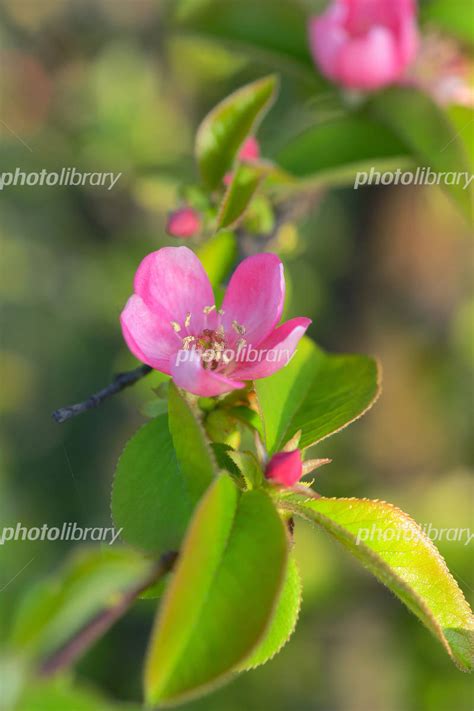 花梨の花 はな 写真素材 1325777 フォトライブラリー photolibrary
