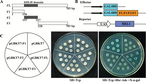 The Transcription Factor Csbhlh18 Of Sweet Orange Functions In Modulation Of Cold Tolerance And