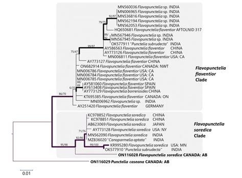 the maximum likelihood tree of flavopunctelia species based on nrits
