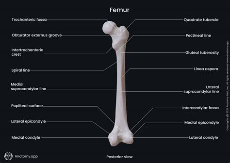 Femur Anatomyapp