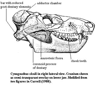 Palaeos Vertebrates Cynodontia Eucynodontia