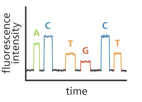 Pacbio Leiden Genome Technology Center