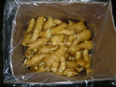 좋은 Qulality 신선한 생강 의 고품질 좋은 Qulality 신선한 생강