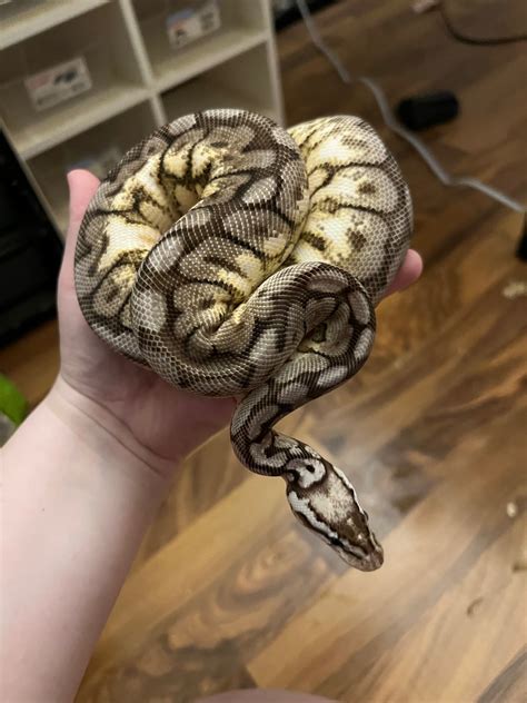 How Early Can Babe Female Ball Pythons Breed Ball Pythons MorphMarket Reptile Community
