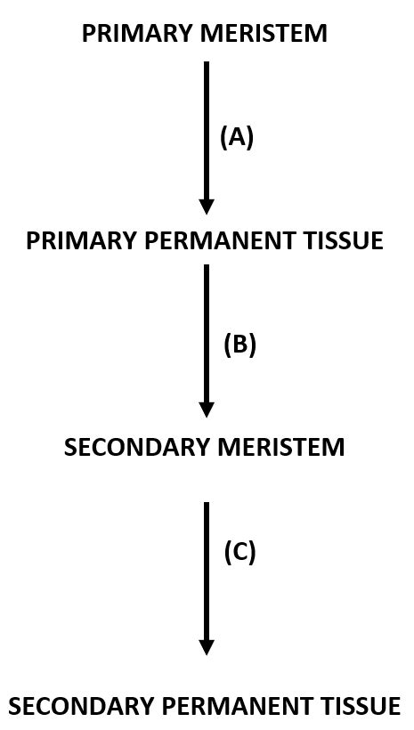 Differentiation Dedifferentiation And Redifferentiation Class 11 Biology Mcq Sanfoundry