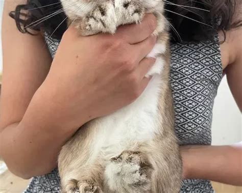 Tout Savoir Sur Le Lapin Le Meilleur Pour Mon Lapin