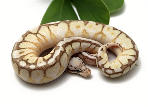 Queen Bee Ball Python