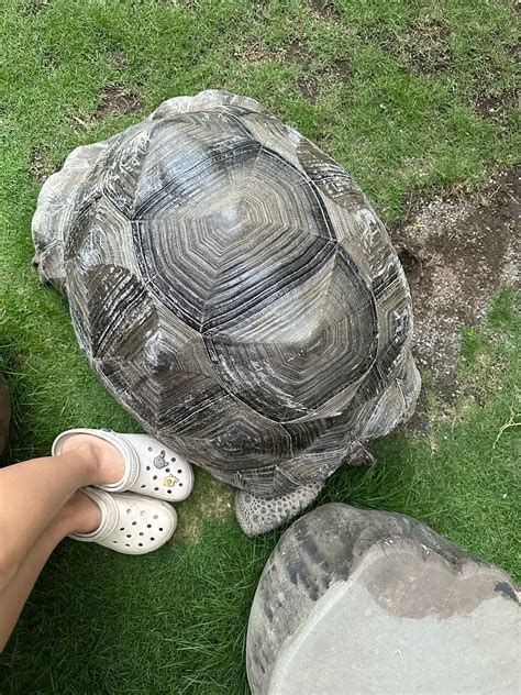想問如果是大龜龜 單純沖水會排酸嗎 之前他小的可以抱進去桶子泡水 現在太大了 只能沖水