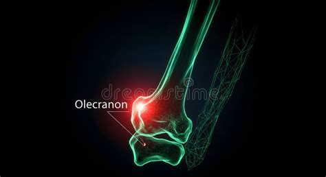 Human Elbow Anatomy Olecranon Process 3d Medical Illustration Showing